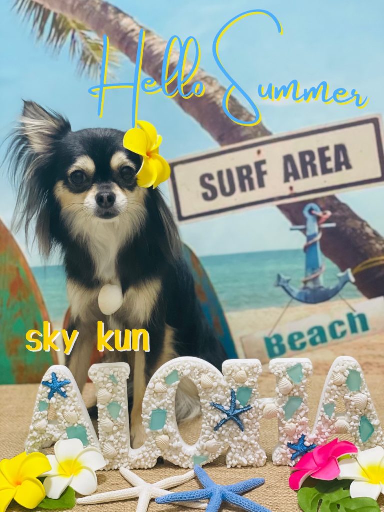 お写真サービス | 宮代町ドッグサロン dogsalon cocoro ｜埼玉県南埼玉郡