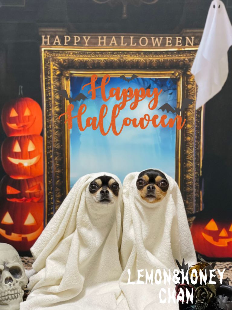 10月のお写真（サービス） | 宮代町ドッグサロン dogsalon cocoro ｜埼玉県南埼玉郡