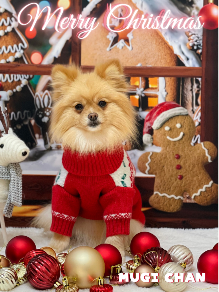 12月のお写真（サービス） | 宮代町ドッグサロン dogsalon cocoro ｜埼玉県南埼玉郡