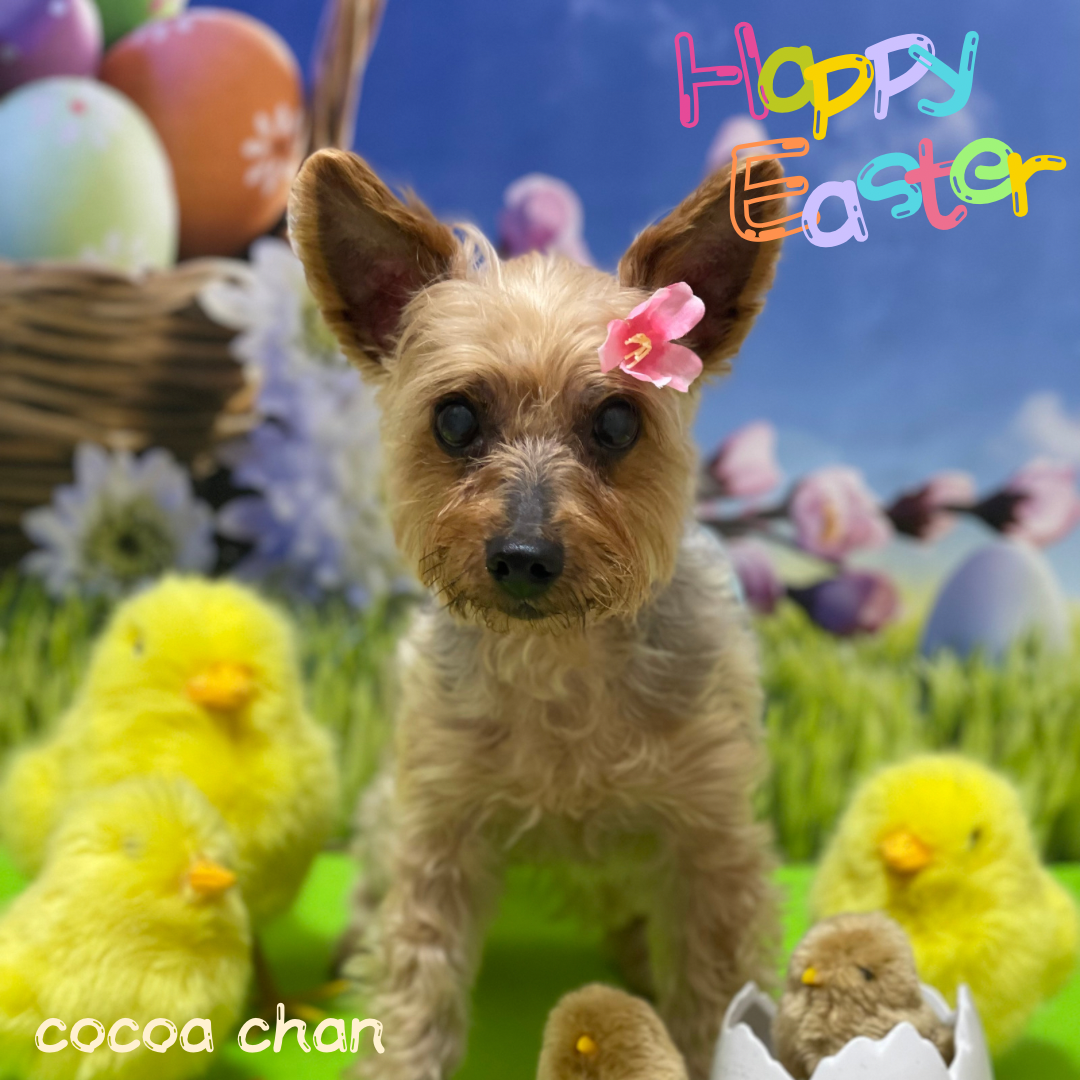 南埼玉郡宮代町のドッグサロン cocoro