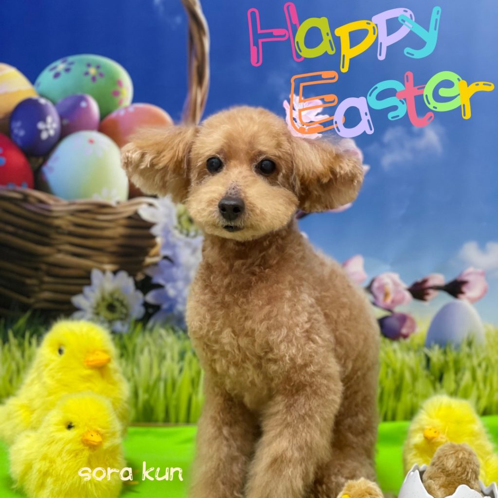 そらくん | 宮代町ドッグサロン dogsalon cocoro ｜埼玉県南埼玉郡