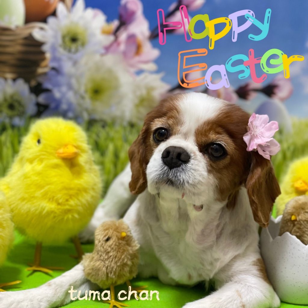 つまちゃん | 宮代町ドッグサロン dogsalon cocoro ｜埼玉県南埼玉郡