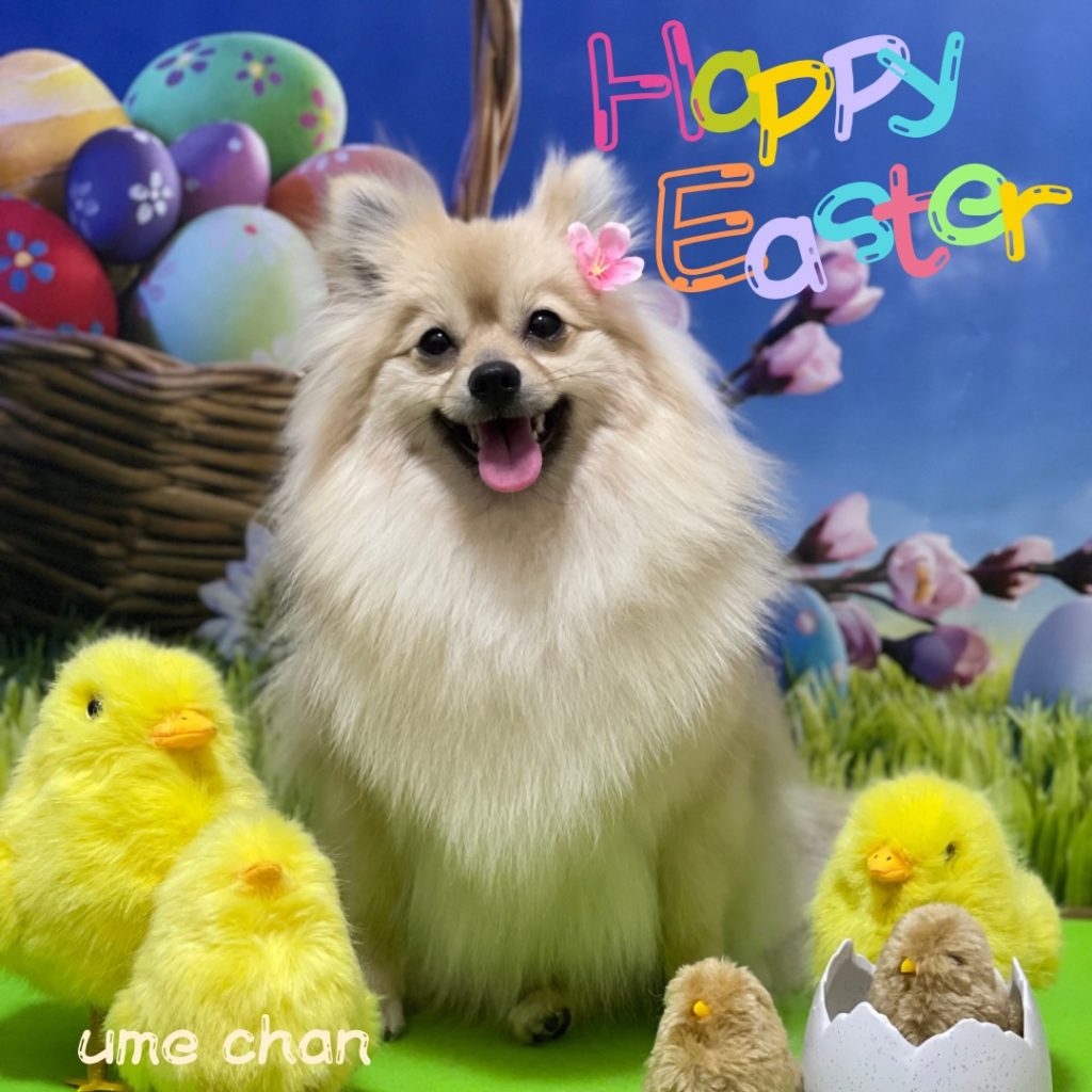 ウメちゃん | 宮代町ドッグサロン dogsalon cocoro ｜埼玉県南埼玉郡