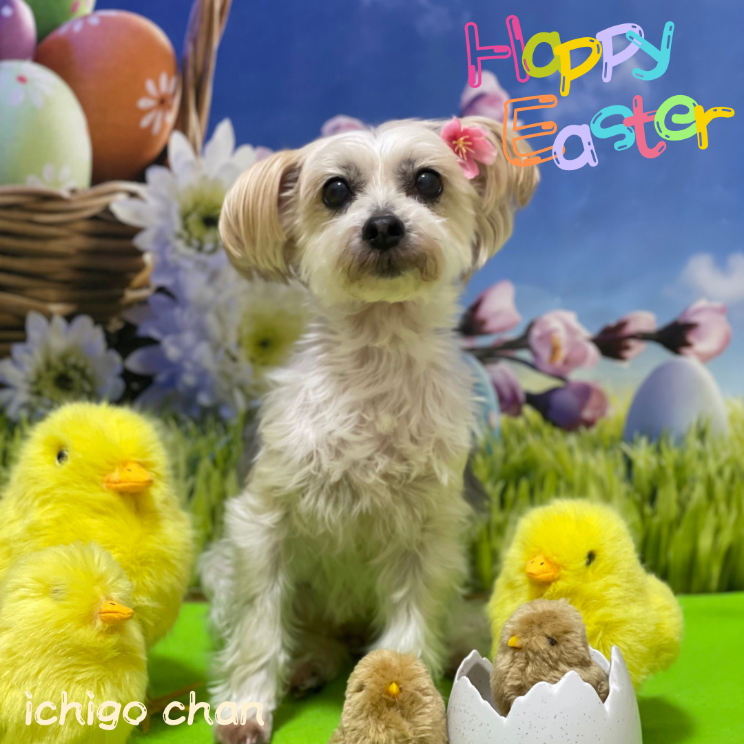 南埼玉郡宮代町のドッグサロン cocoro