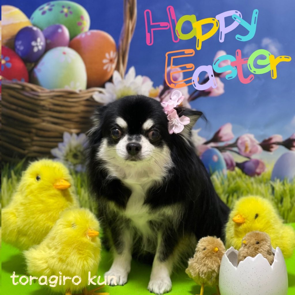 虎次郎くん | 宮代町ドッグサロン dogsalon cocoro ｜埼玉県南埼玉郡