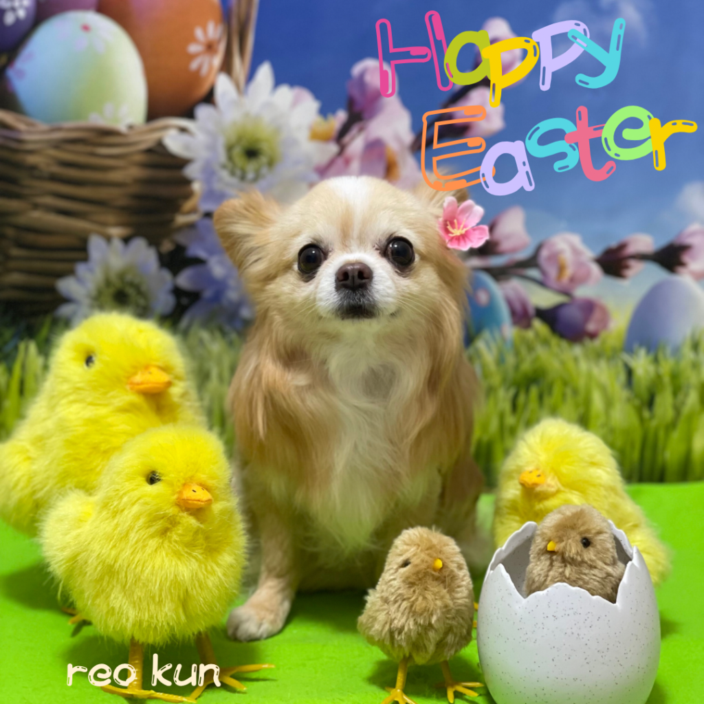 南埼玉郡宮代町のドッグサロン cocoro