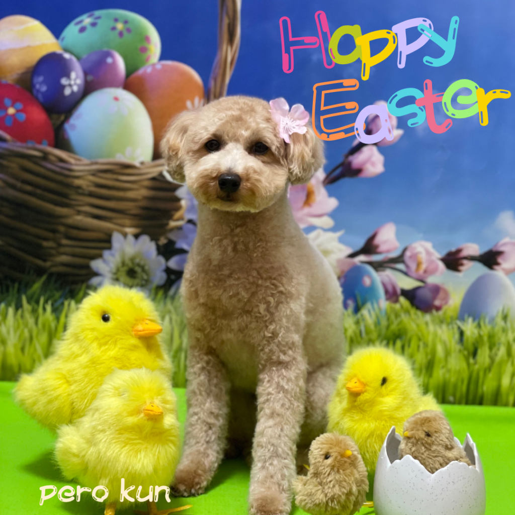 南埼玉郡宮代町のドッグサロン cocoro