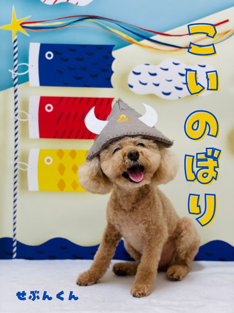 5月のお写真（サービス） | 宮代町ドッグサロン dogsalon cocoro ｜埼玉県南埼玉郡