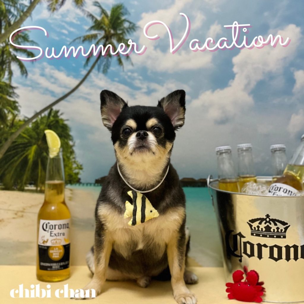 チビちゃん | 宮代町ドッグサロン dogsalon cocoro ｜埼玉県南埼玉郡