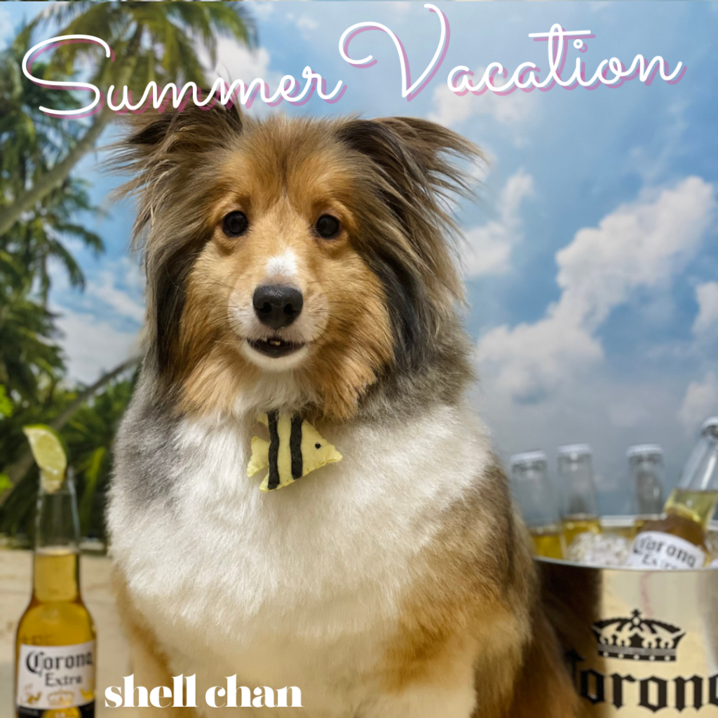 シェルちゃん | 宮代町ドッグサロン dogsalon cocoro ｜埼玉県南埼玉郡